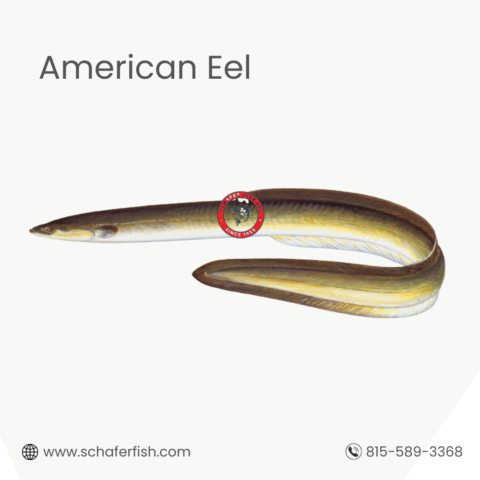 Buy Fresh Water Fish | Schafer Fisheries | Family owned