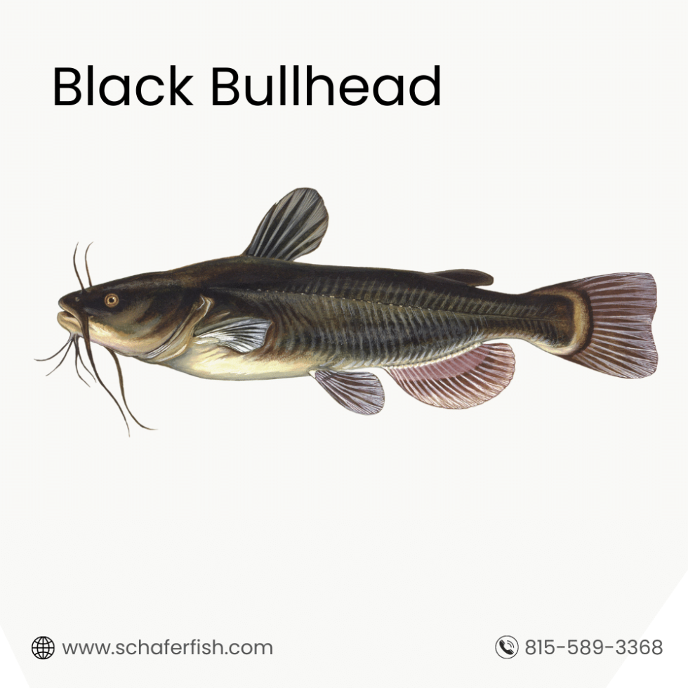 Buy Fresh Water Fish | Schafer Fisheries | Family owned