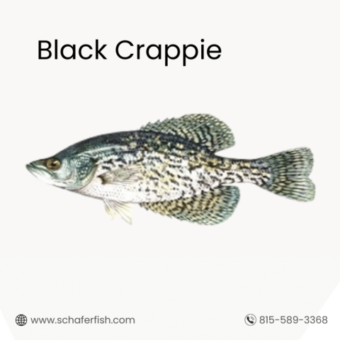 Buy Fresh Water Fish | Schafer Fisheries | Family owned