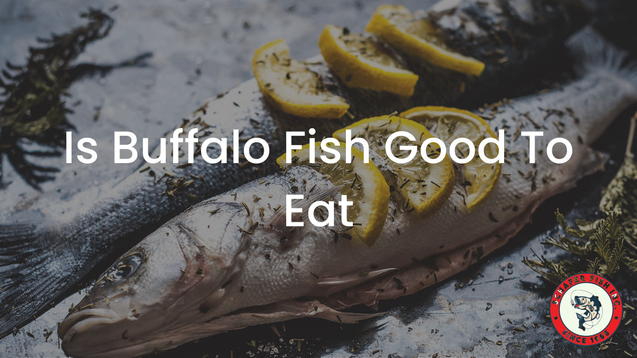 Is Buffalo Fish Good To Eat? | Schafer Fisheries