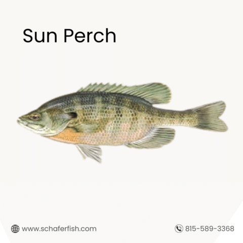 Buy Fresh Water Fish | Schafer Fisheries | Family owned